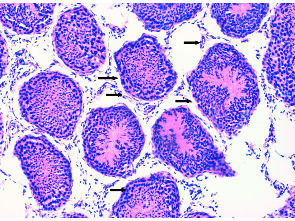 Impact of the aqueous extract of dandelion, probiotic and their ...