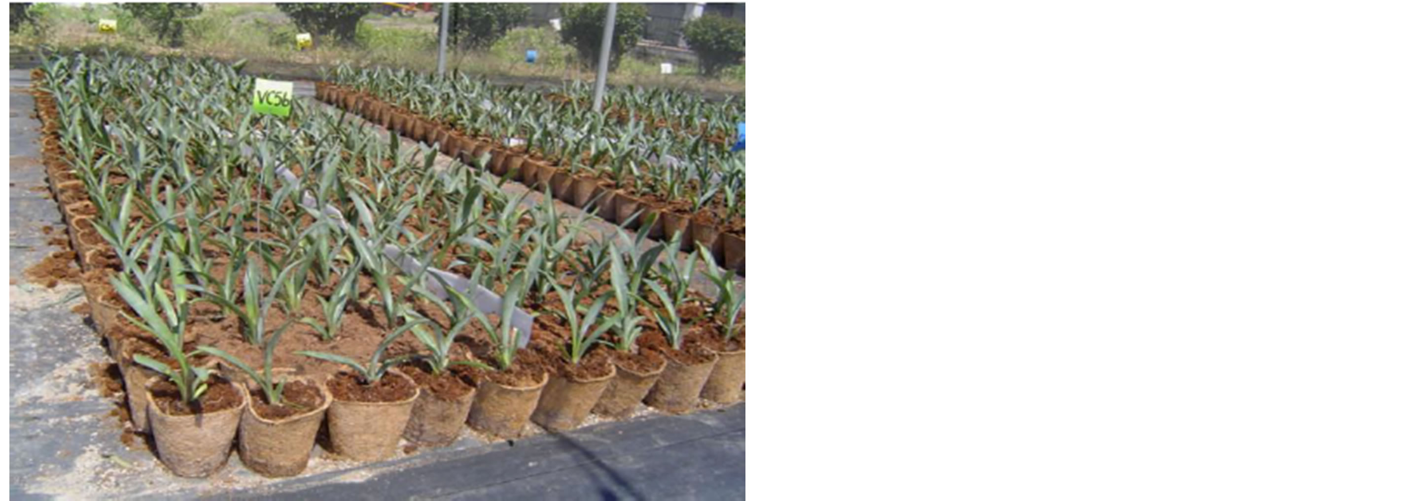 Recycling Agave Bagasse of the Tequila Industry