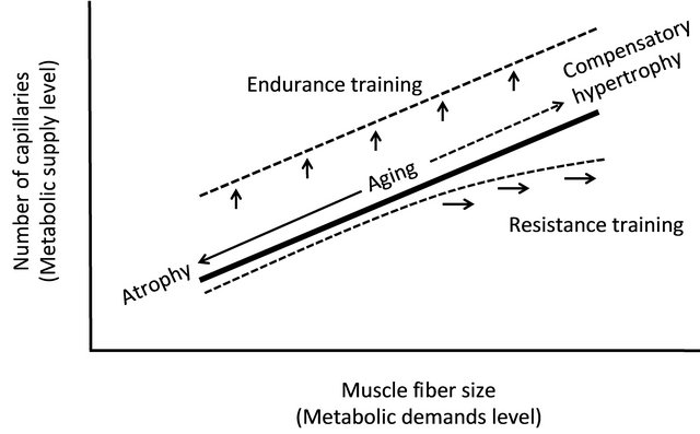 Effect of aging on the relationship between capillary supply and muscle ...