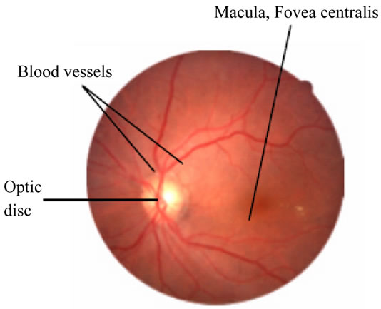 Retinal Identification System Based on the Combination of Fourier and ...