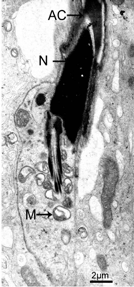 Mitochondria: transportation, distribution and function during ...