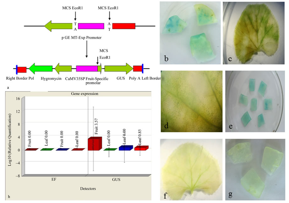 Molecular cloning and characterization of fruit specific promoter from ...