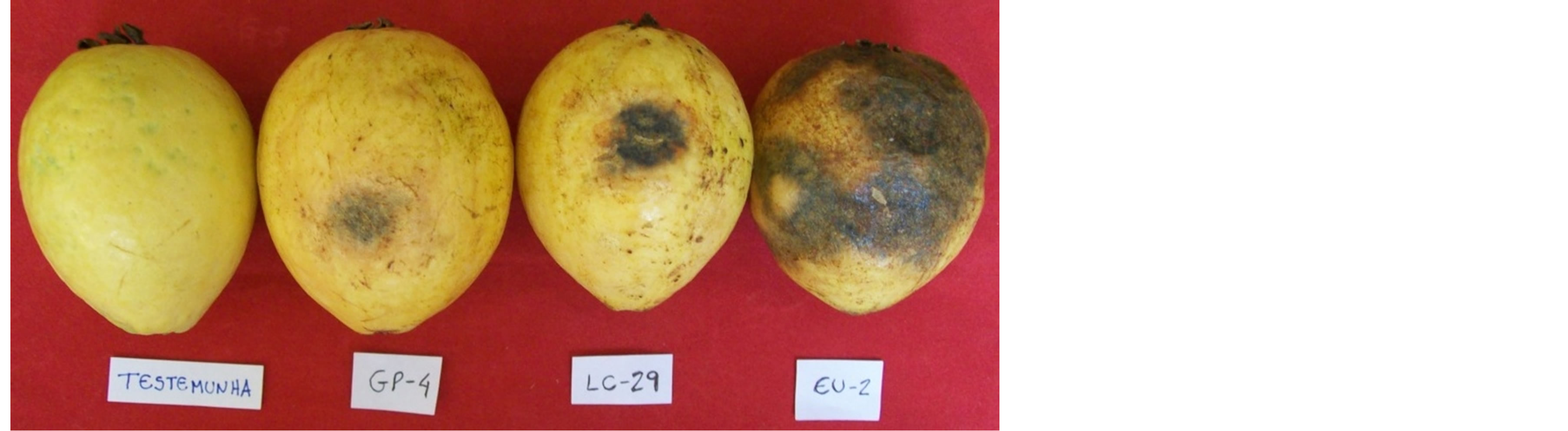 Molecular and Pathogenic Study of Guignardia spp. Isolates Associated ...