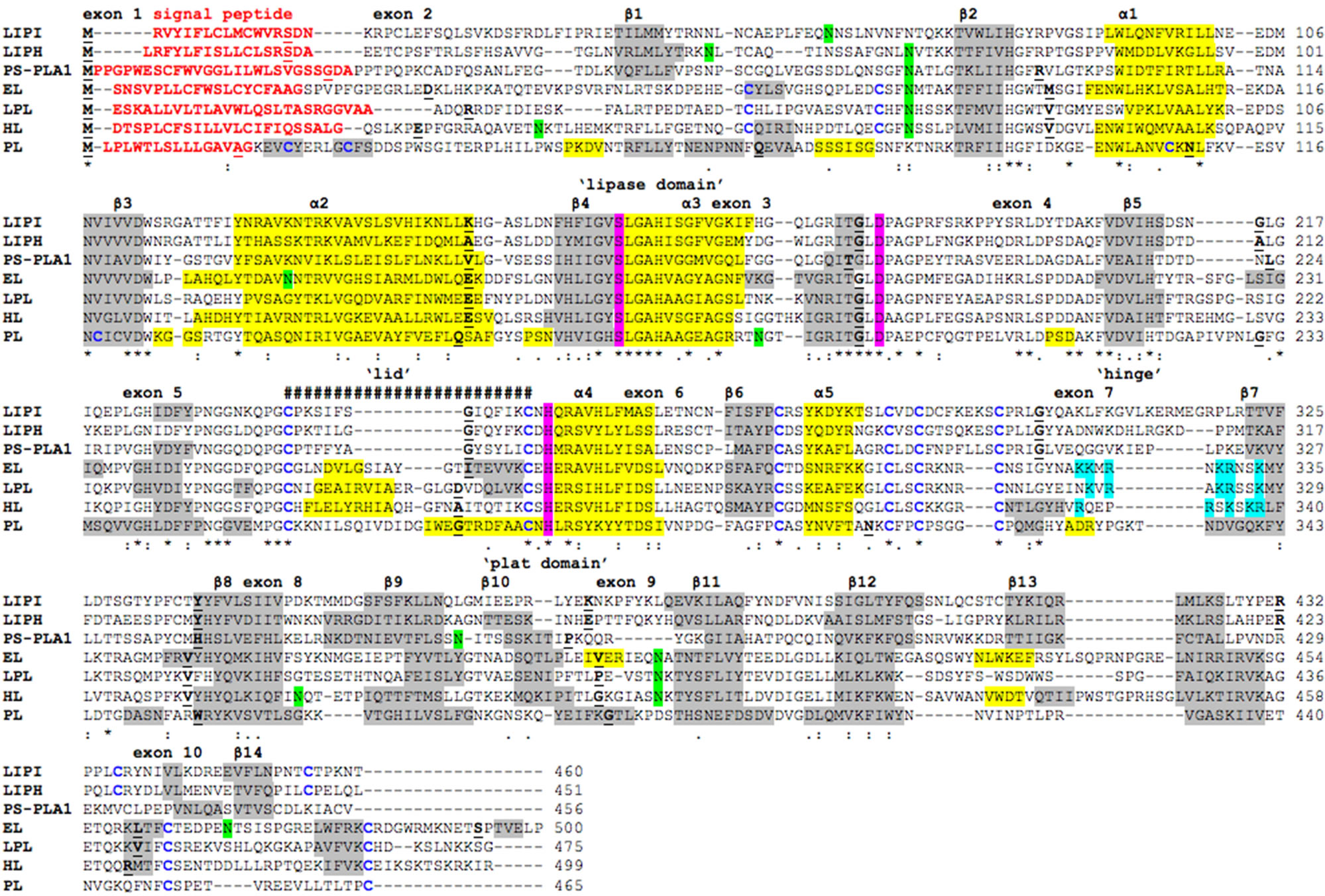 Review. Comparative structures and evolution of mammalian lipase I ...