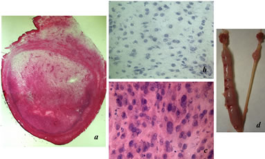 Stimulation of decidua development by transplantation of endometrial ...