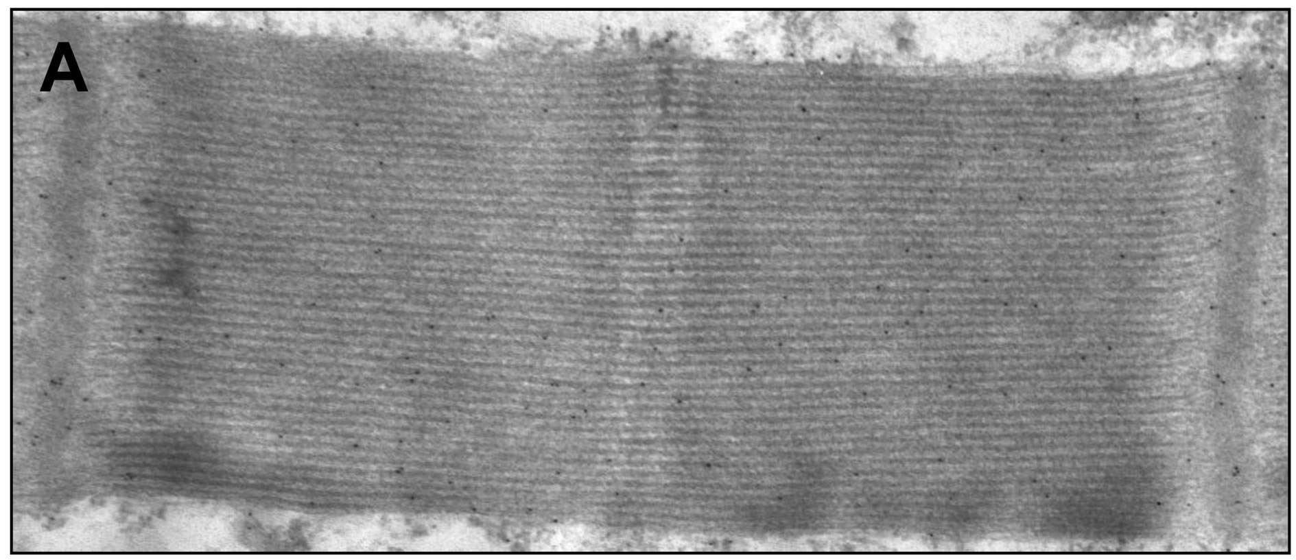 Characterization of the Intracellular Distribution of Adenine ...