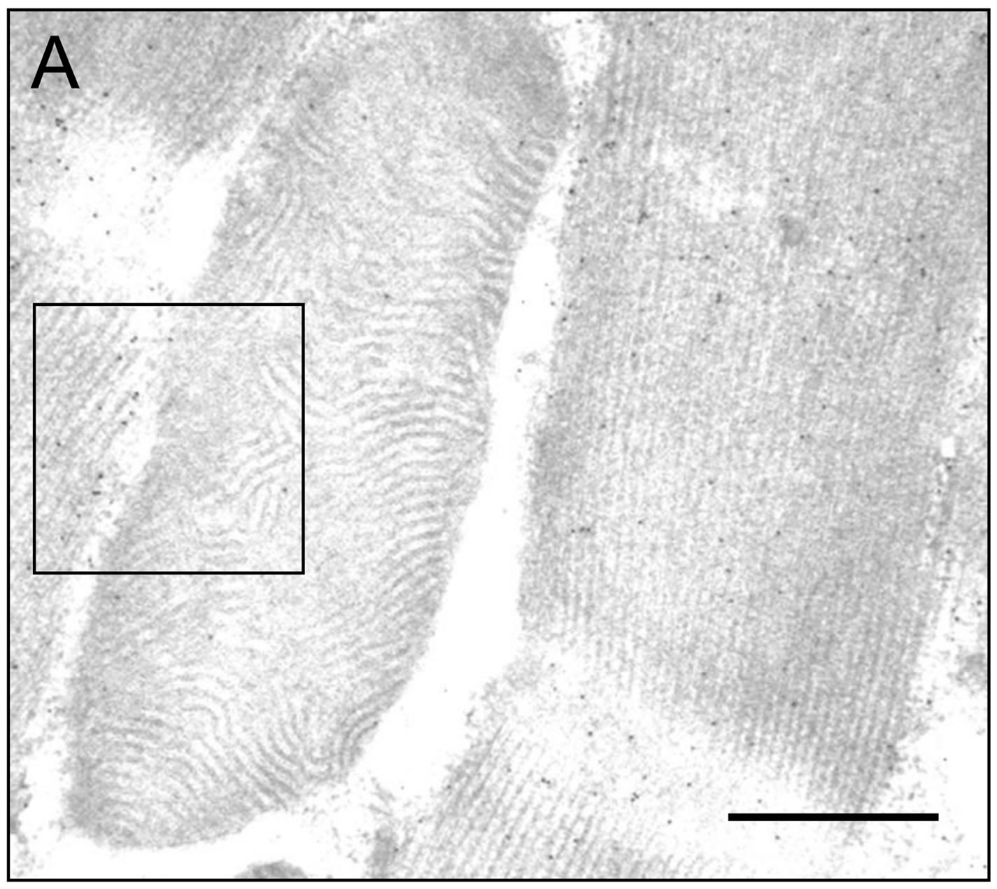 Characterization of the Intracellular Distribution of Adenine ...