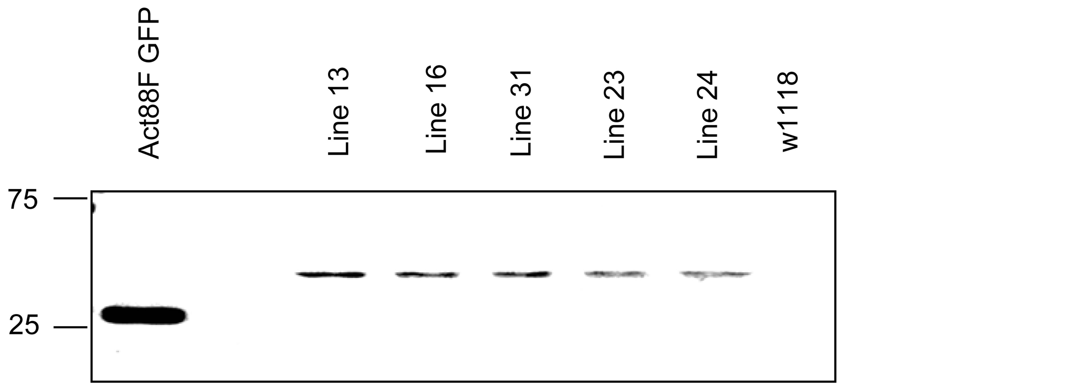 Characterization of the Intracellular Distribution of Adenine ...