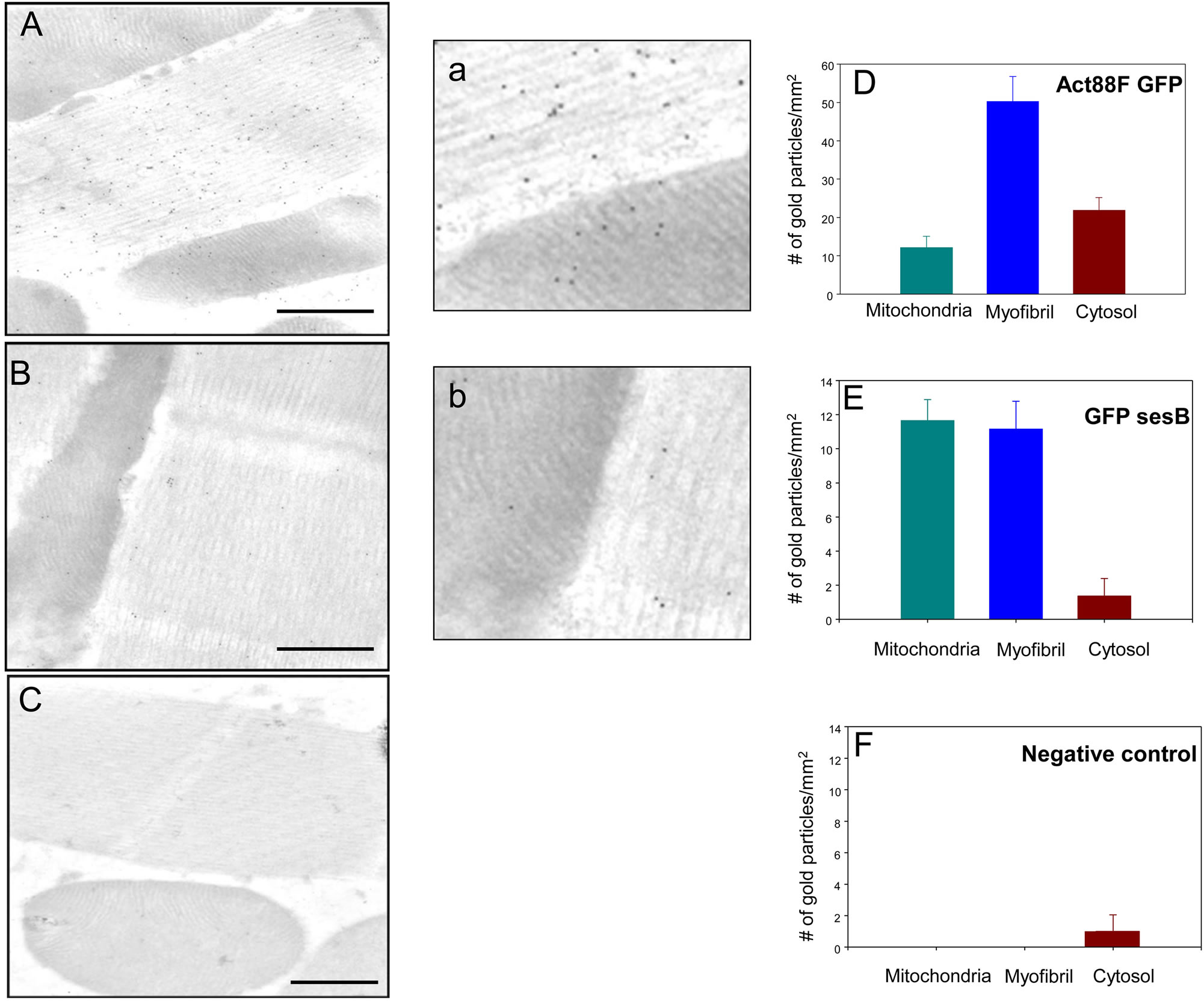 Characterization of the Intracellular Distribution of Adenine ...