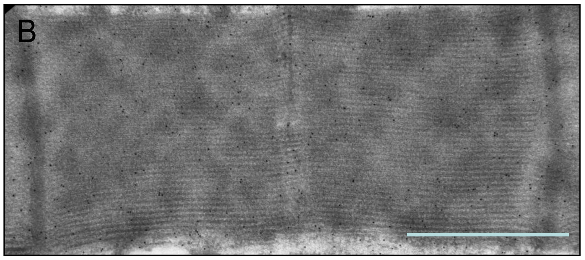 Characterization of the Intracellular Distribution of Adenine ...