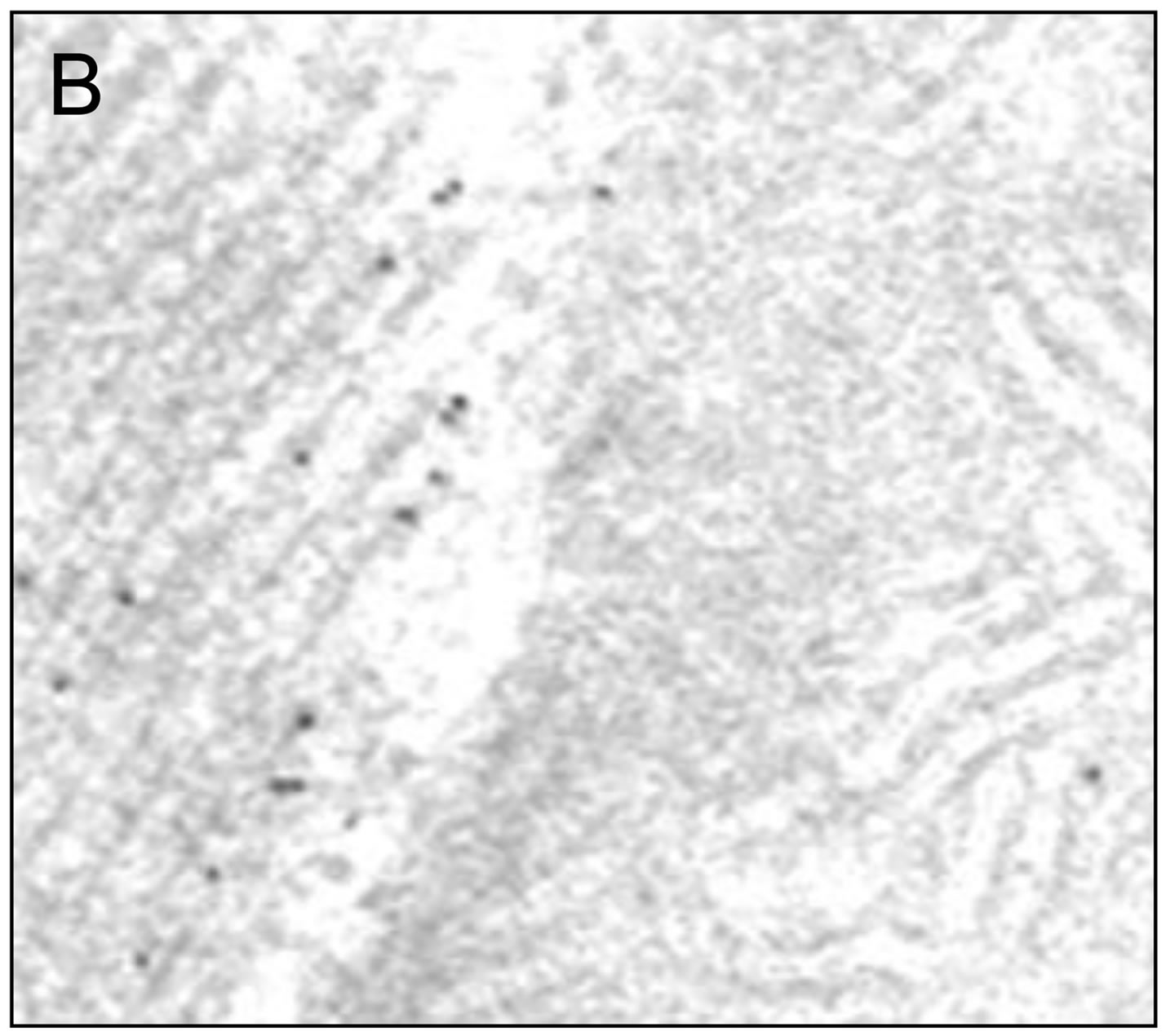 Characterization of the Intracellular Distribution of Adenine ...