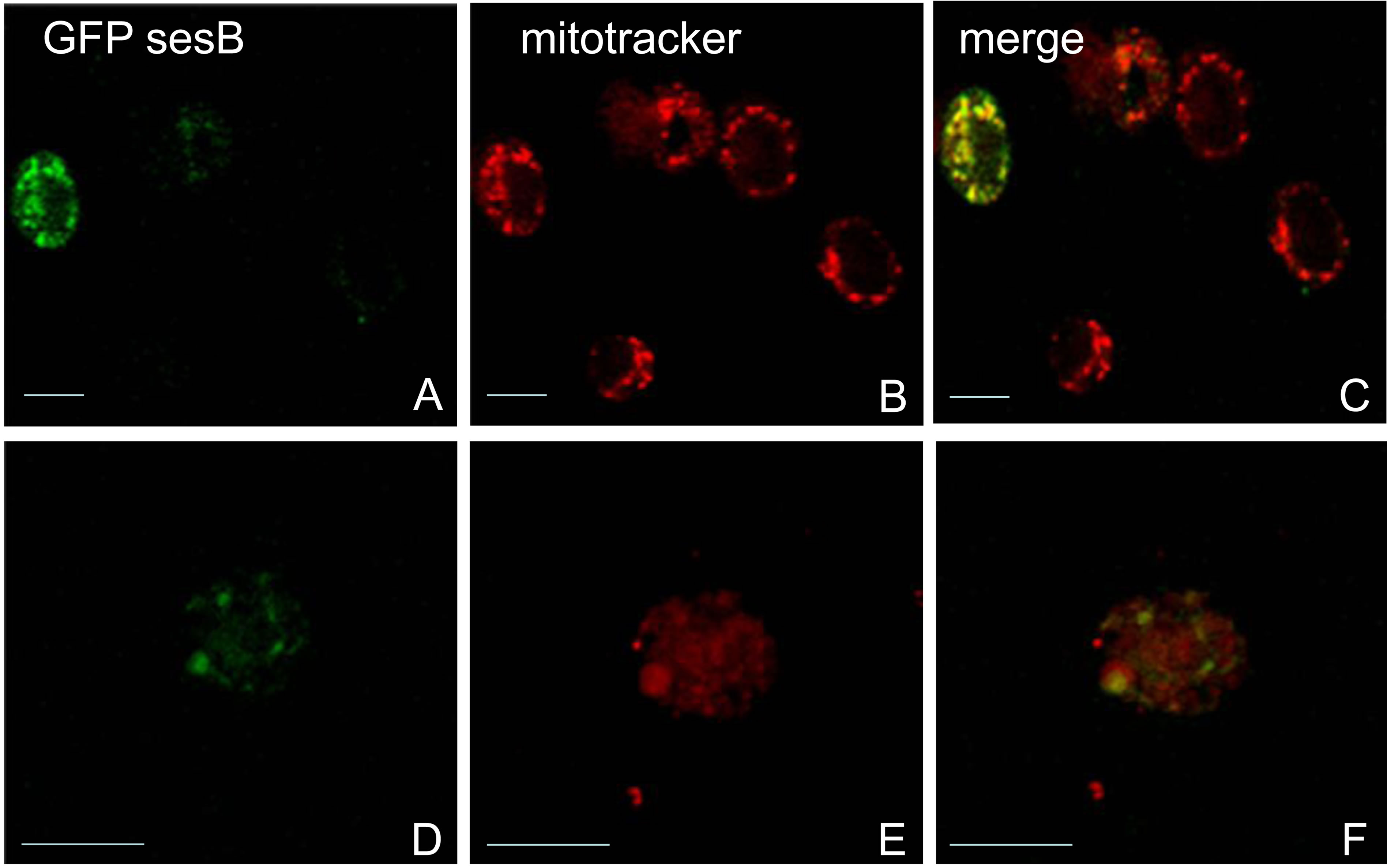 Characterization of the Intracellular Distribution of Adenine ...