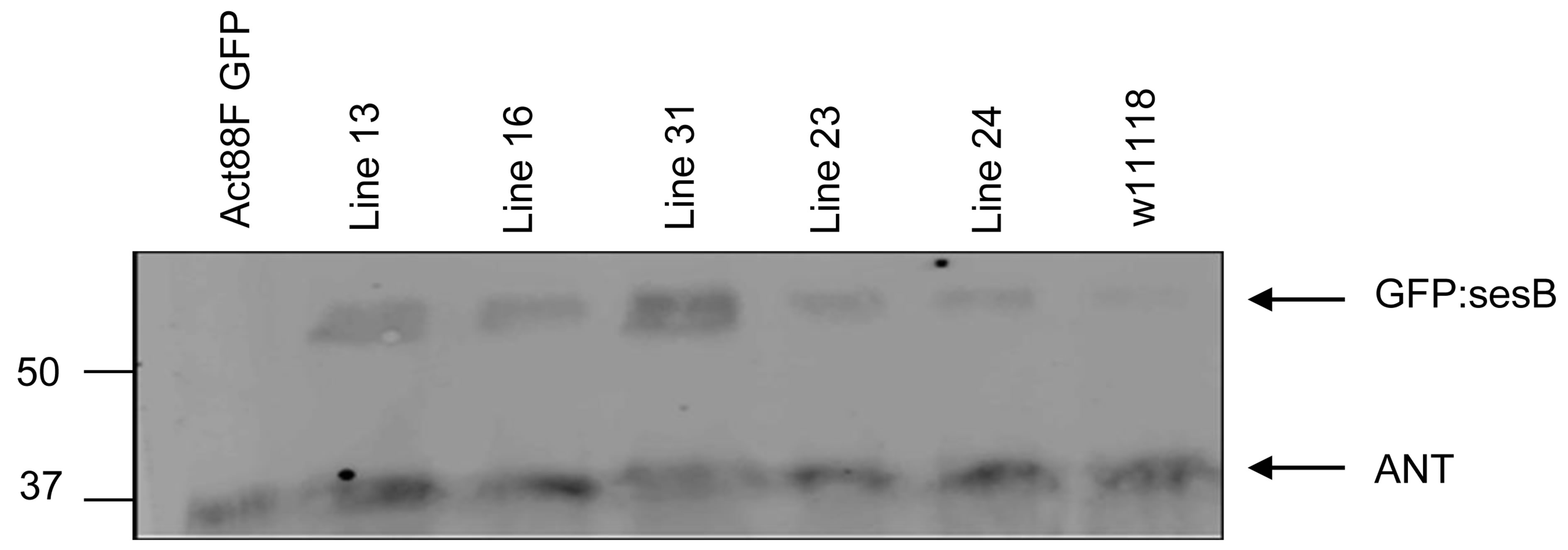 Characterization of the Intracellular Distribution of Adenine ...