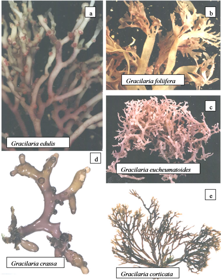 Study of Morphology and Agar Contents in Some Important Gracilaria ...