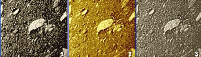 Possible Signs of Life on the Planet Venus