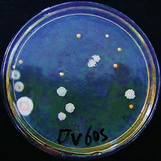 Breeding of NHase hyper-producing Rhodococcus ruber strain LUV 30-06 ...