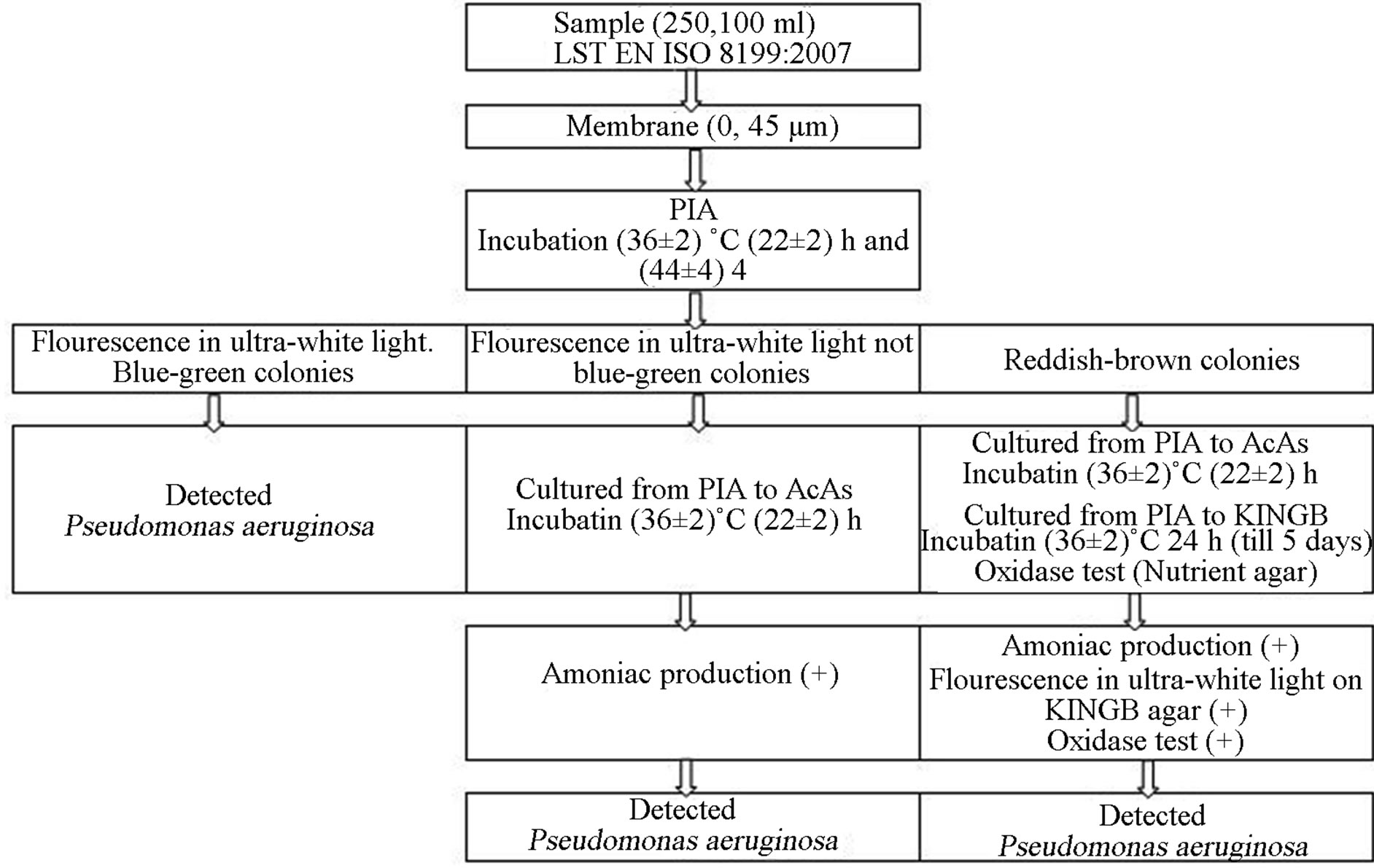 Non-Fermentative Gram-Negative Bacteria in Drinking Water