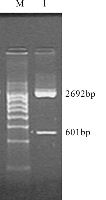 A Plasmid vector encoding functional human keratinocyte growth factor ...