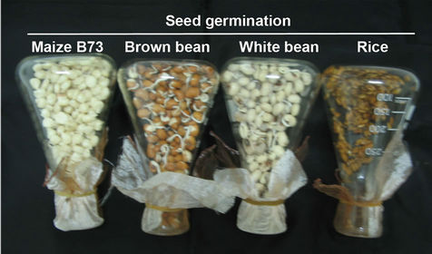 A simple and efficient seed-based approach to induce callus production ...
