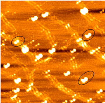Elucidation and Identification of Double-Tip Effects in Atomic Force ...