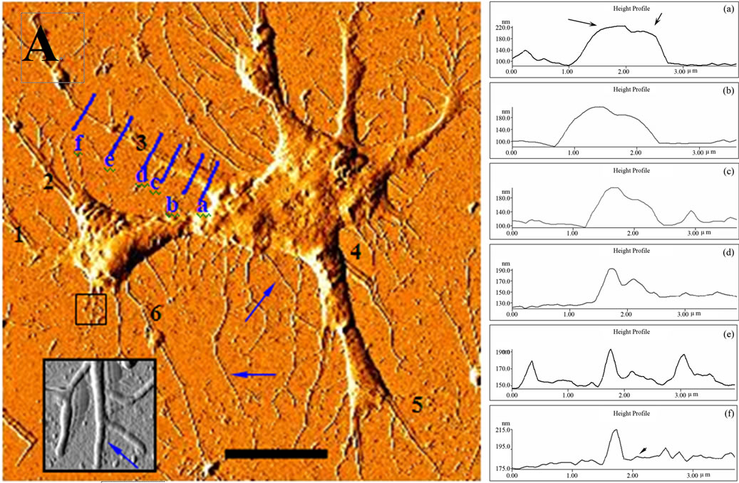 Elucidation and Identification of Double-Tip Effects in Atomic Force ...