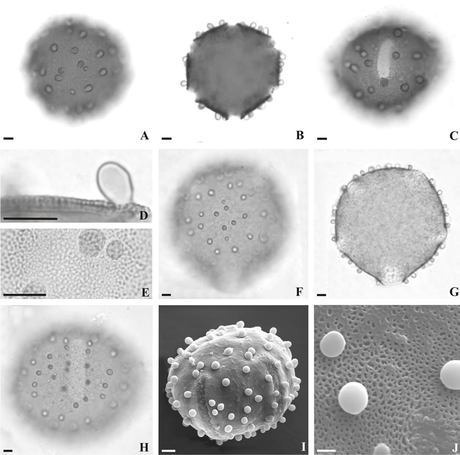 Pollen of Bauhinia L. and Phanera Lour. (Leguminosae-Caesalpinioideae ...