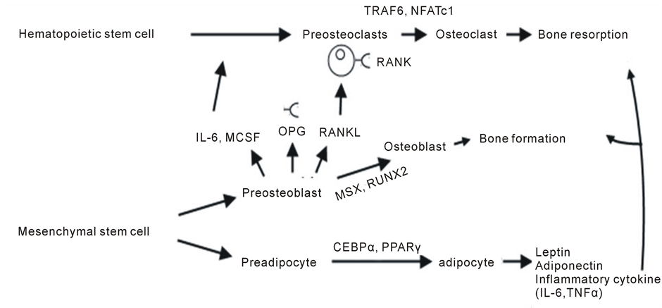 The Effects of Adiponectin on Bone Metabolism