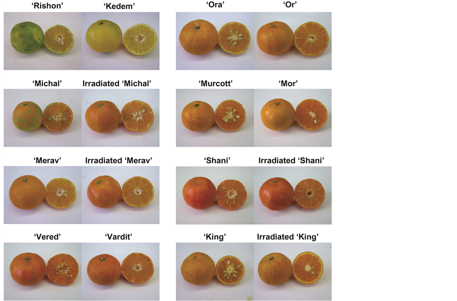 Effects of Gamma-Irradiation Mutagenesis for Induction of Seedlessness ...