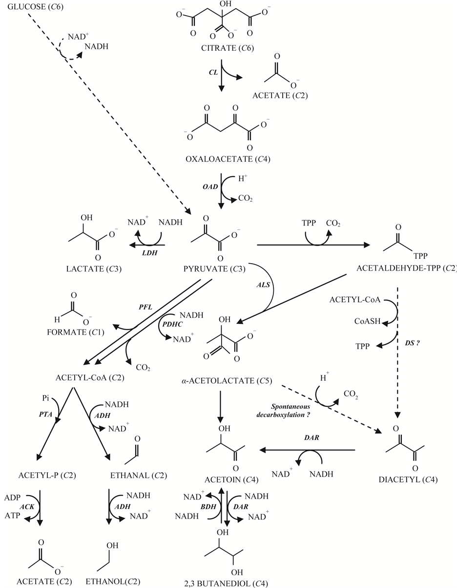 The Citrate Metabolism in Homo- and Heterofermentative LAB: A Selective ...