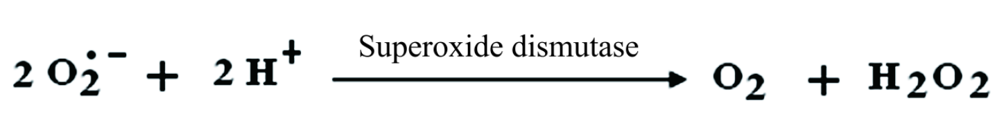 Superoxide Dismutase: Therapeutic Targets in SOD Related Pathology