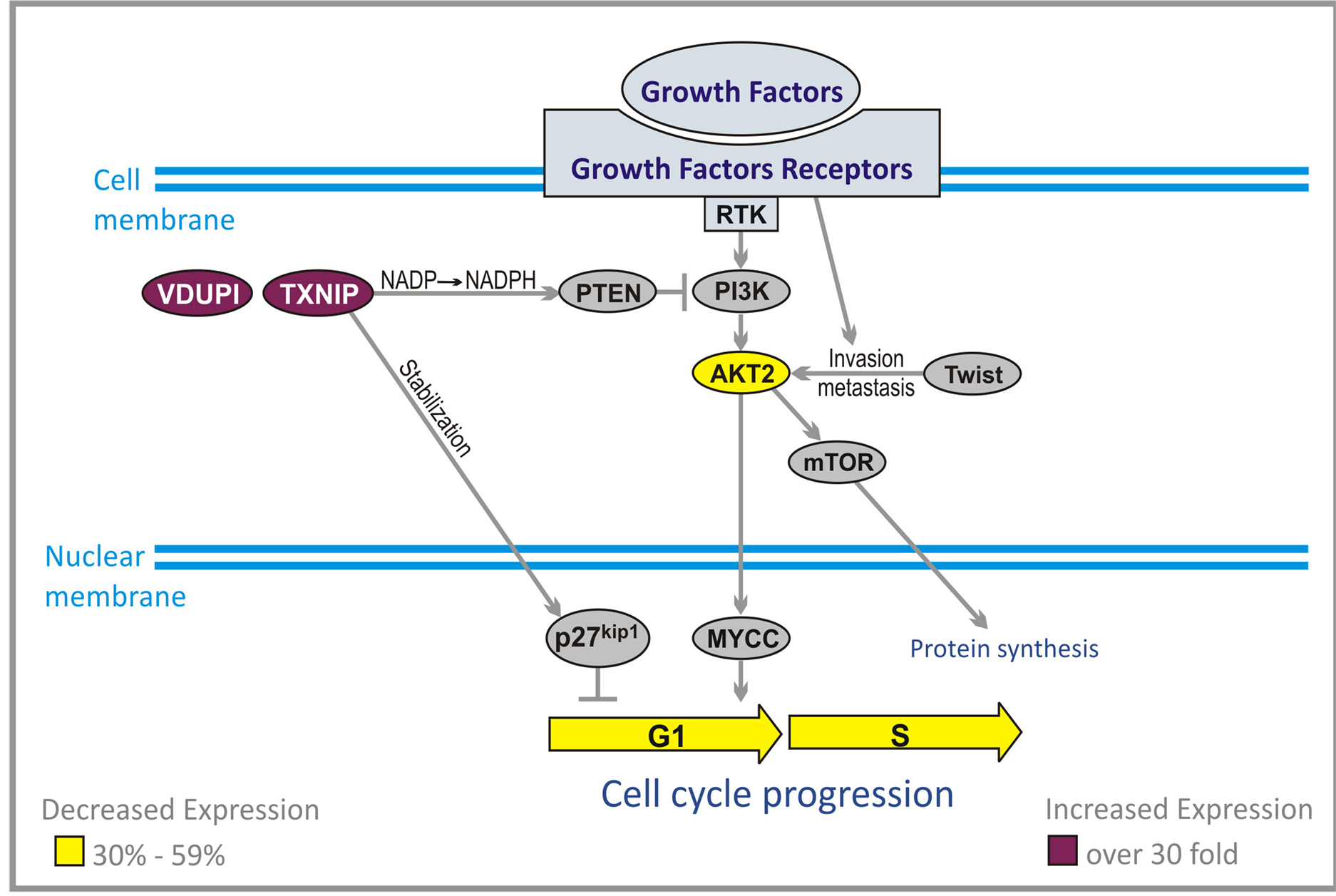 The Effect of Antineoplastons A10 and AS2-1 and Metabolites of Sodium ...