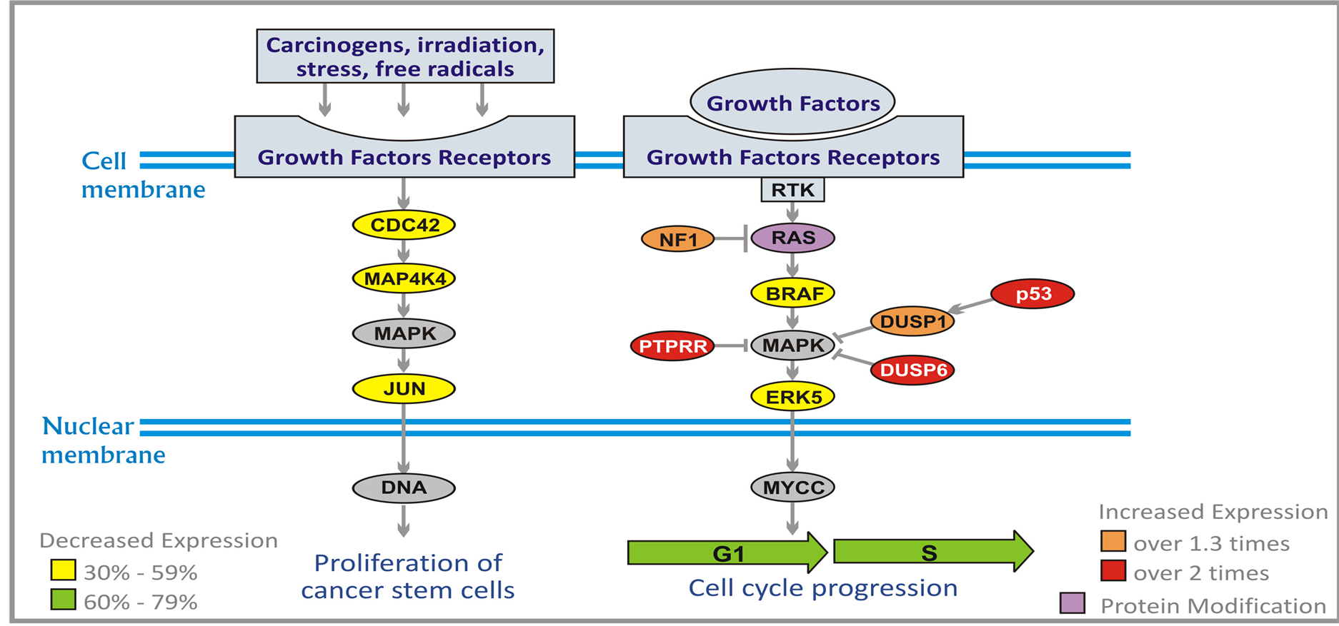 The Effect of Antineoplastons A10 and AS2-1 and Metabolites of Sodium ...