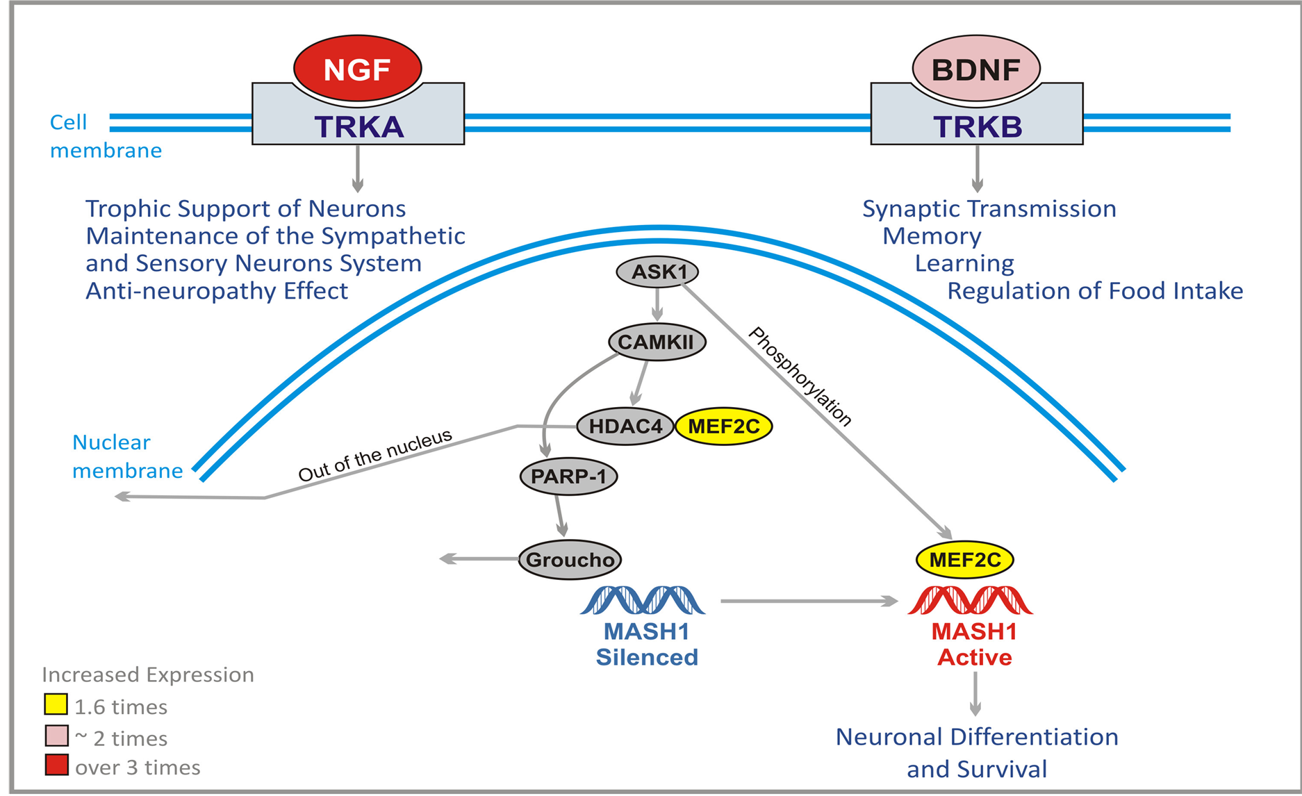 The Effect of Antineoplastons A10 and AS2-1 and Metabolites of Sodium ...