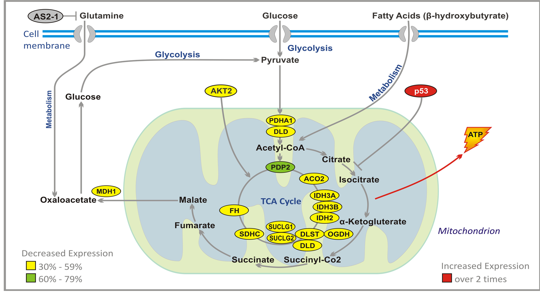 The Effect of Antineoplastons A10 and AS2-1 and Metabolites of Sodium ...