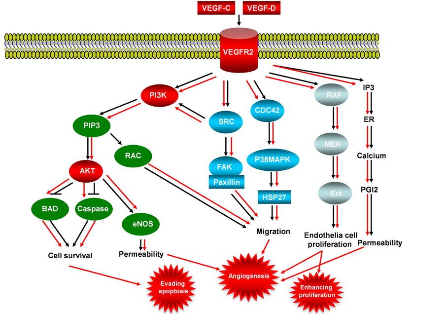 Endometrial Carcinogenesis and Molecular Signaling Pathways