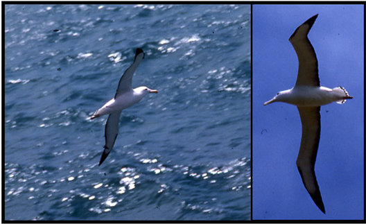 The Flight of Albatross—How to Transform It into Aerodynamic Engineering?