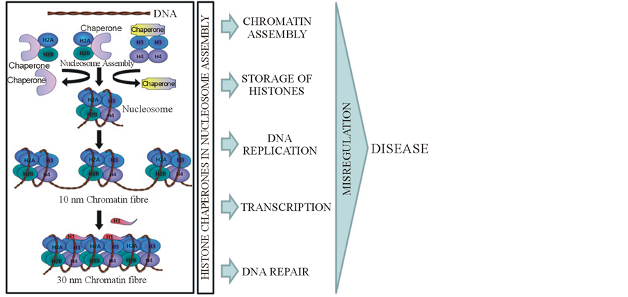 Histone Chaperones: Functions beyond Nucleosome Deposition