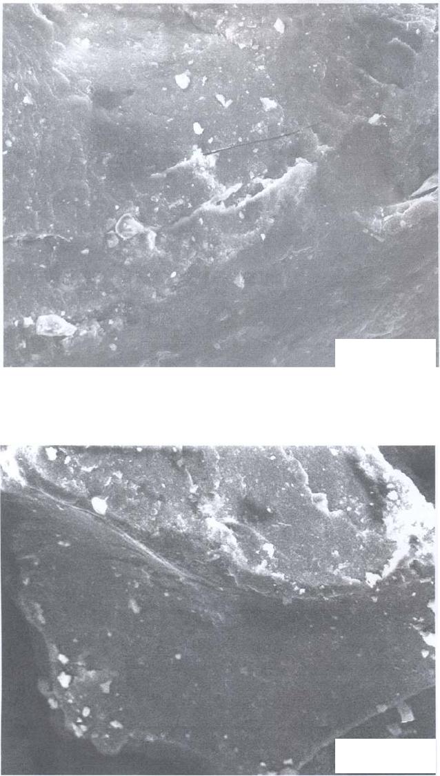 Leaching of Minerals in Degari Coal