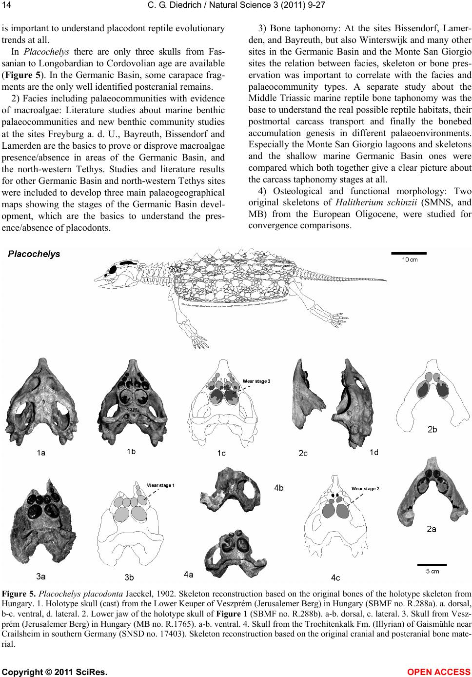 Fossil middle triassic “sea cows” – placodont reptiles as macroalgae ...