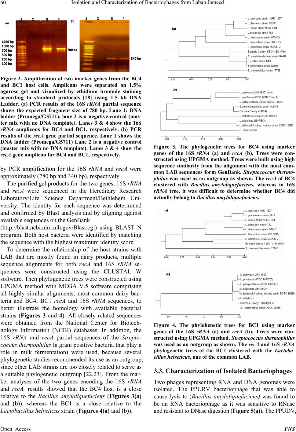 Isolation and Characterization of Bacteriophages from Laban Jameed