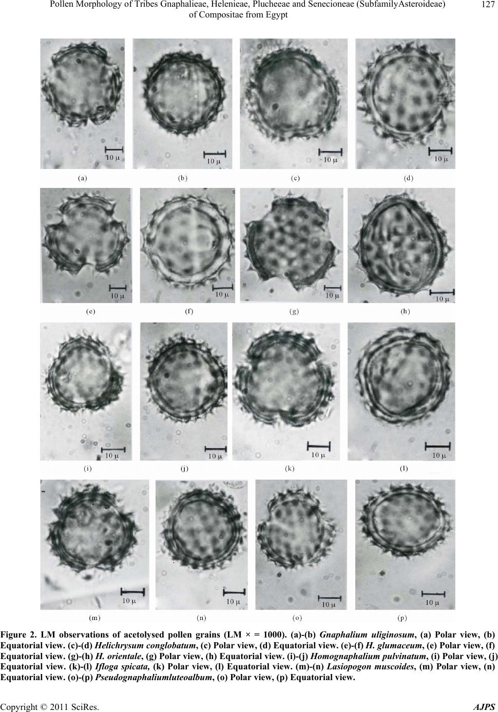 Pollen Morphology of Tribes Gnaphalieae, Helenieae, Plucheeae and ...