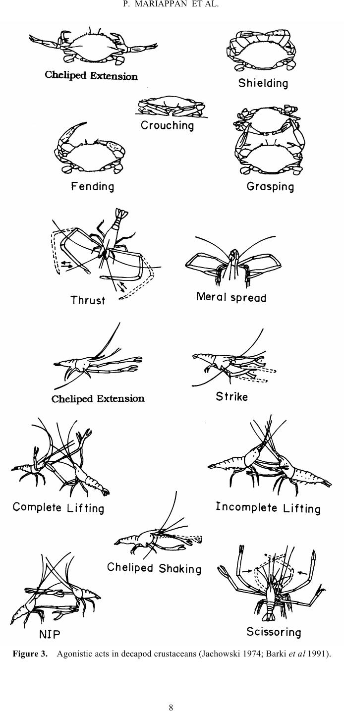 Decapod crustacean chelipeds: an overview